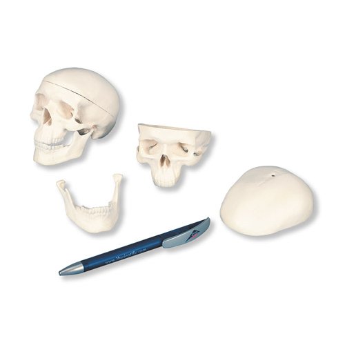 Lebka mini 10x8x8 cm - 3 části | Cvičební-pomůcky.cz